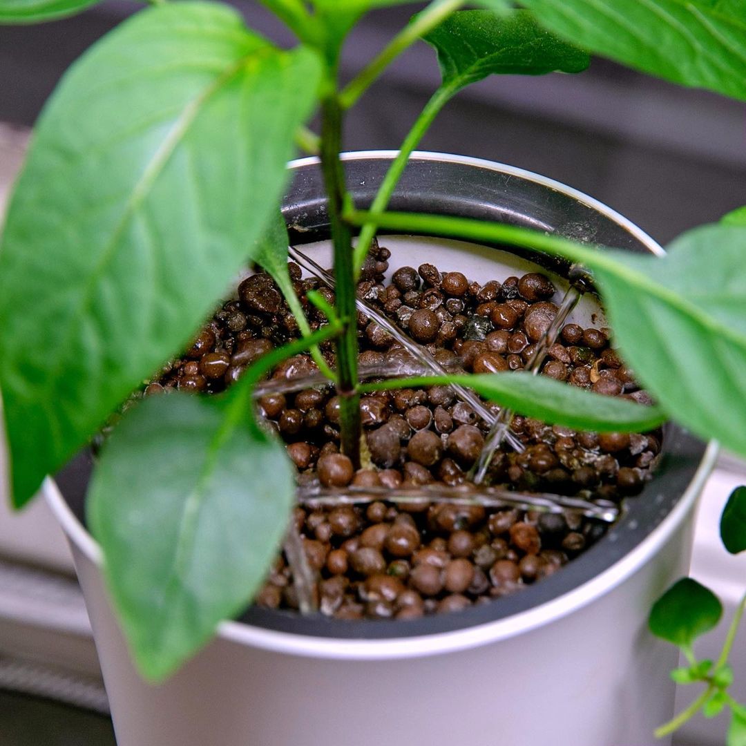 Botanium – ボタニアムジャパン